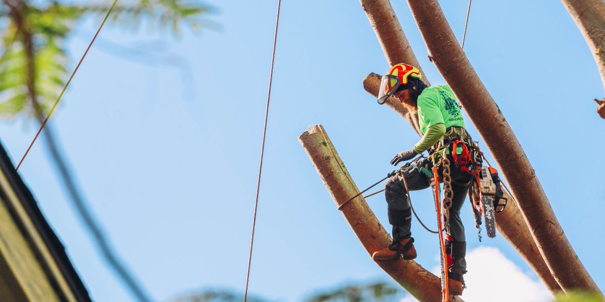 Can You Remove a Tree Yourself? Here’s Why You Shouldn’t