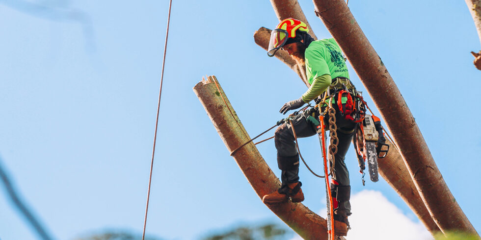 3 Tree Trimming Techniques Used By Tree Care Specialists